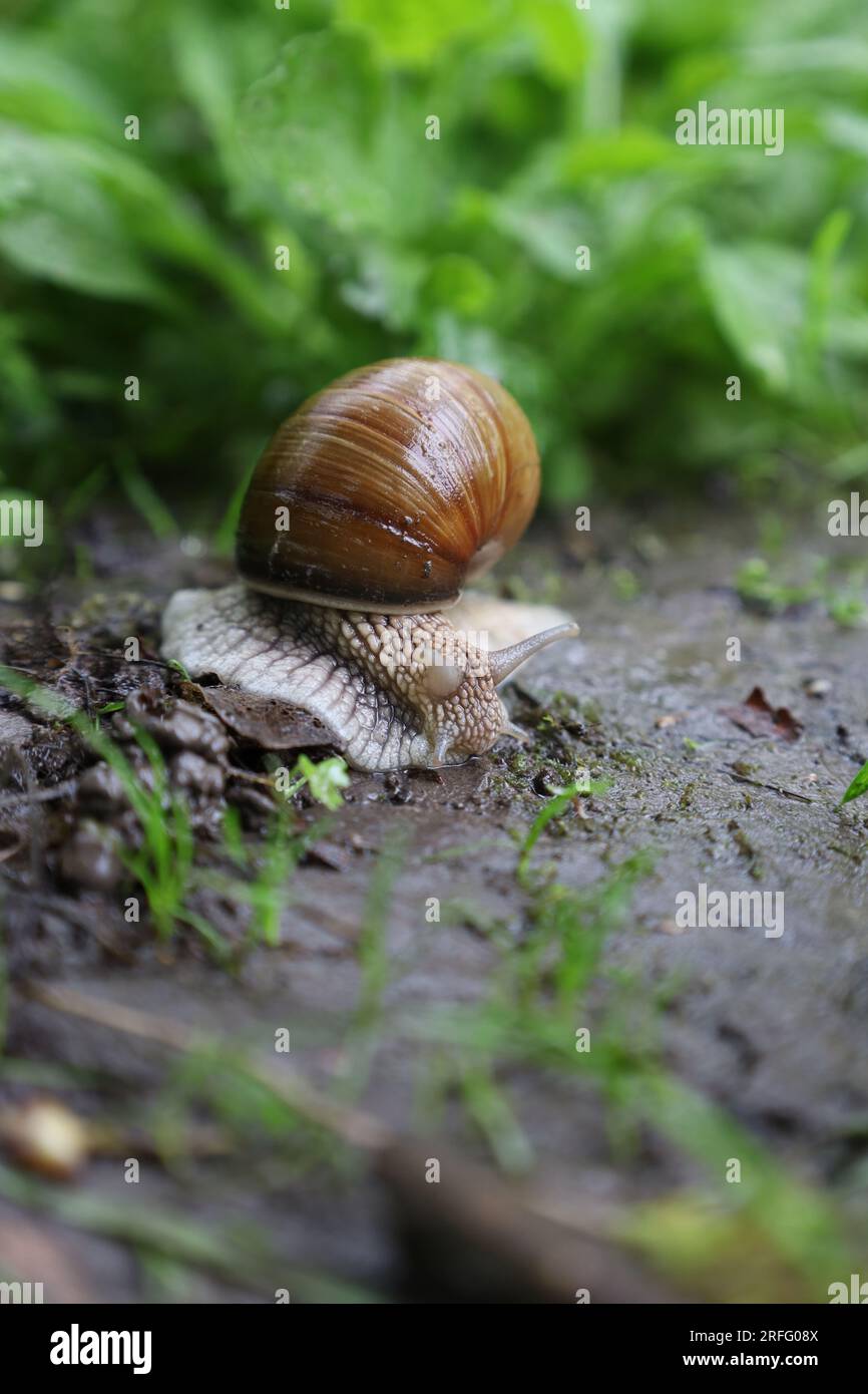 Snail in the forest, summer rainy green woods Stock Photo - Alamy
