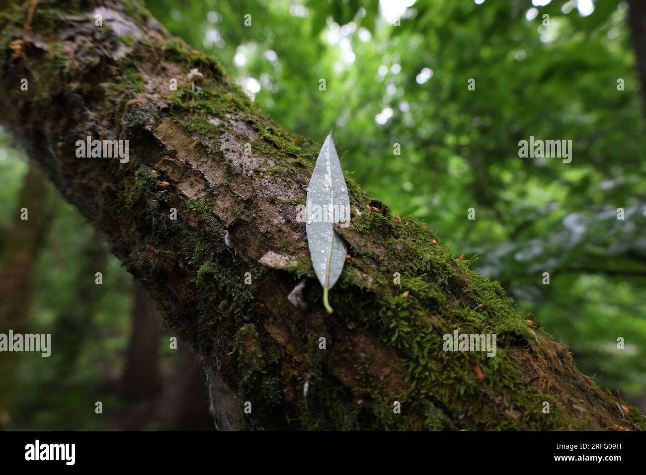 Fallen leaf pattern in water hi-res stock photography and images - Alamy