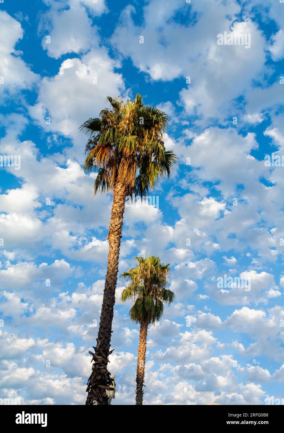 Rome, Lazio, Italy, Palm trees with cloudy sky Stock Photo - Alamy