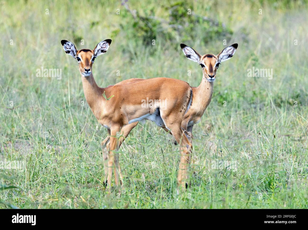 Harem species hi-res stock photography and images - Alamy