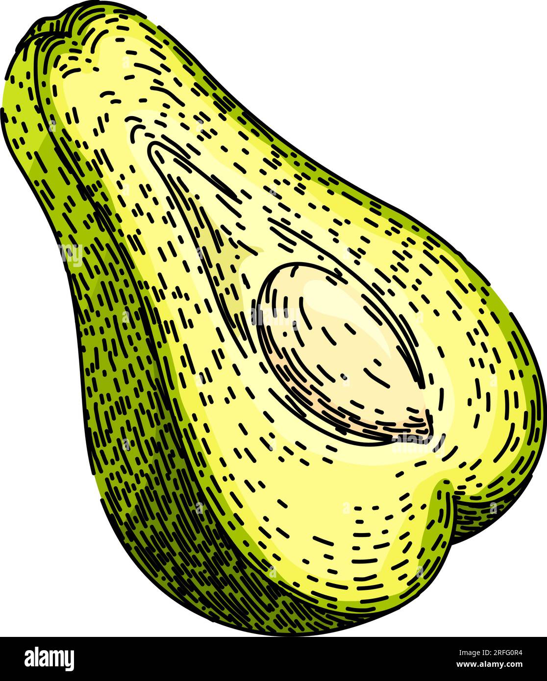 asian chayote healthy sketch hand drawn vector Stock Vector Image & Art ...