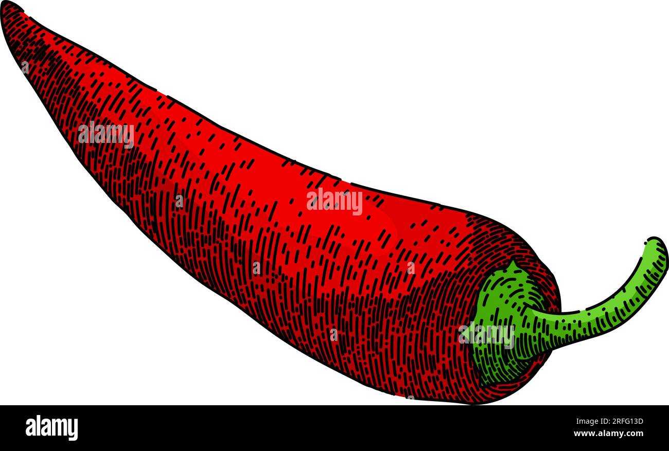 chilli chili pepper sketch hand drawn vector Stock Vector Image & Art ... chilli chili pepper sketch hand drawn vector Stock Vector Image & Art ...