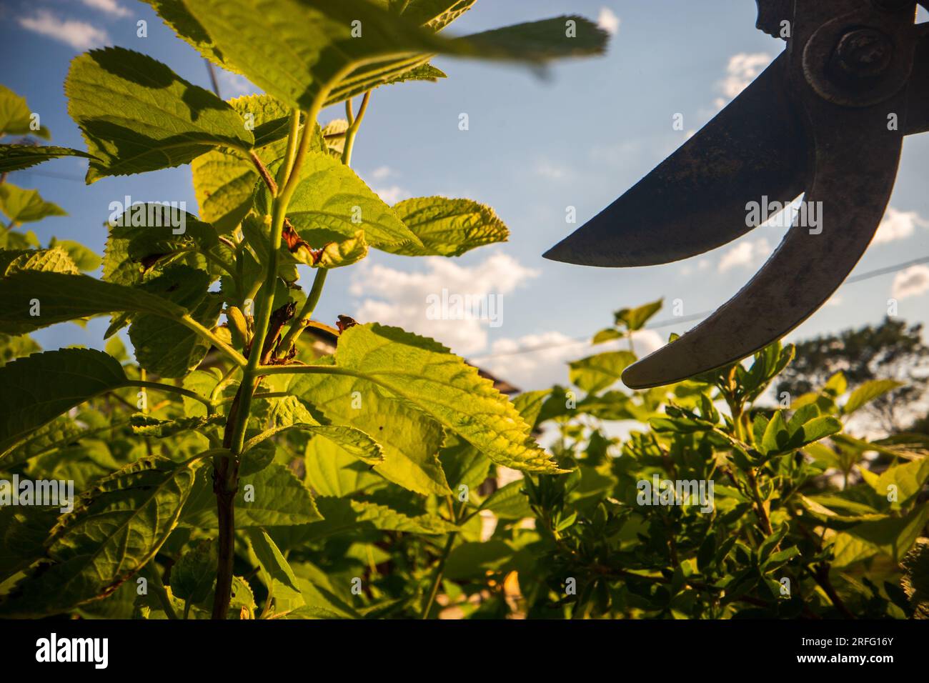 Farmer who make pruning of bushes with secateurs. Gardening Tools ...