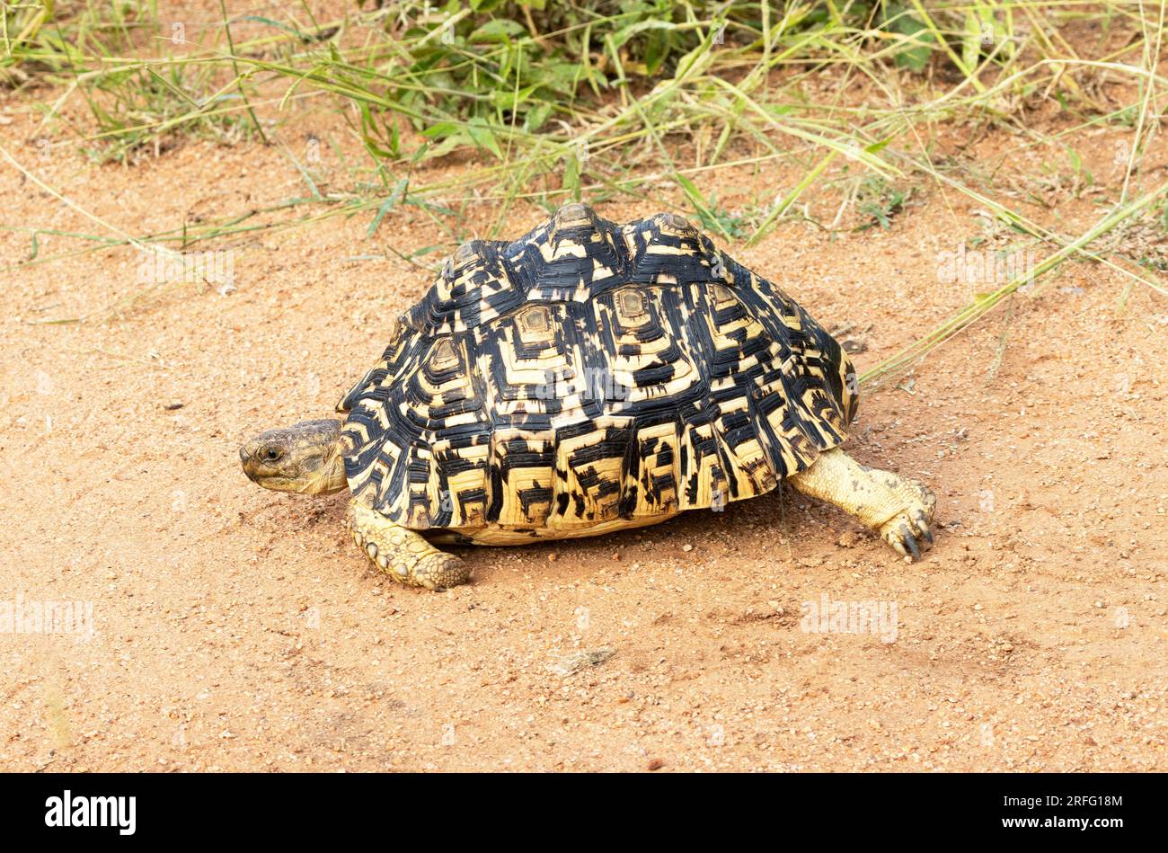 The Leopard Tortoise is the most common and widespread of the family ...