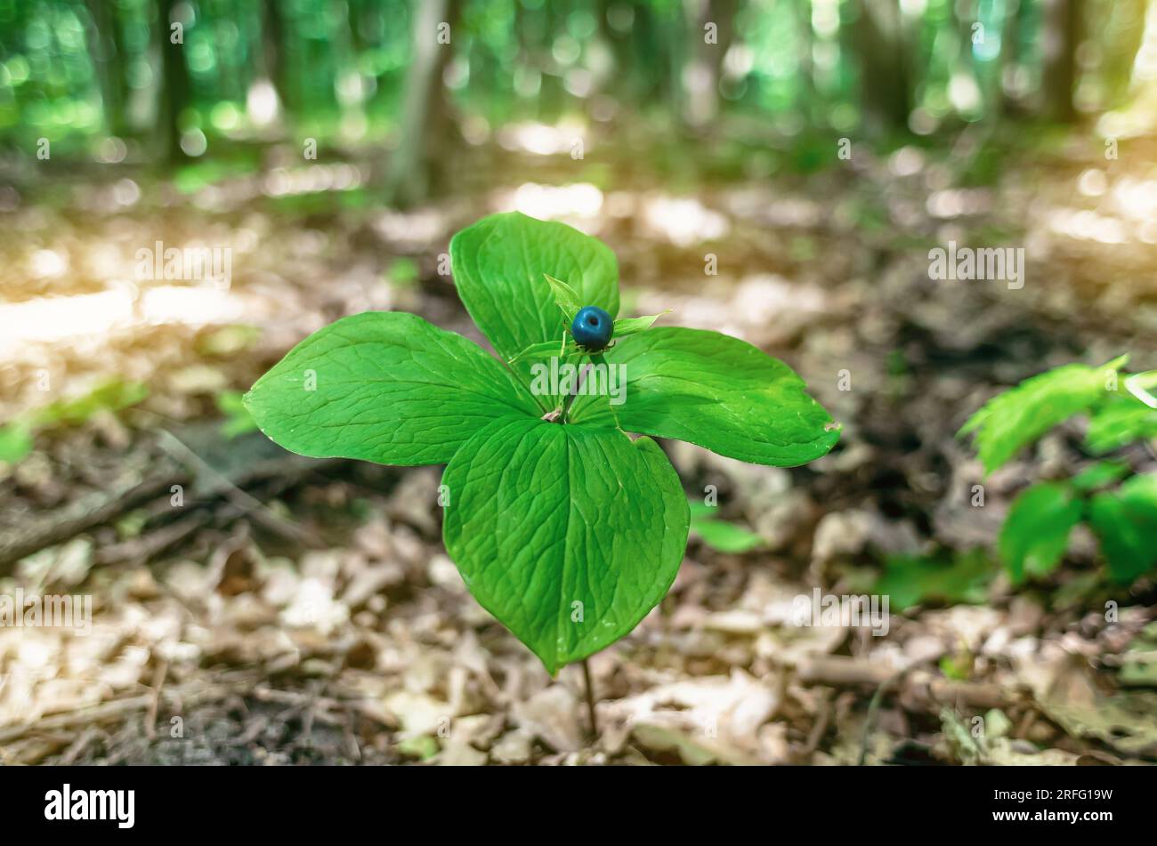 Crow's eye berry Paris quadrifolia with green leaves. Forest poisonous ...