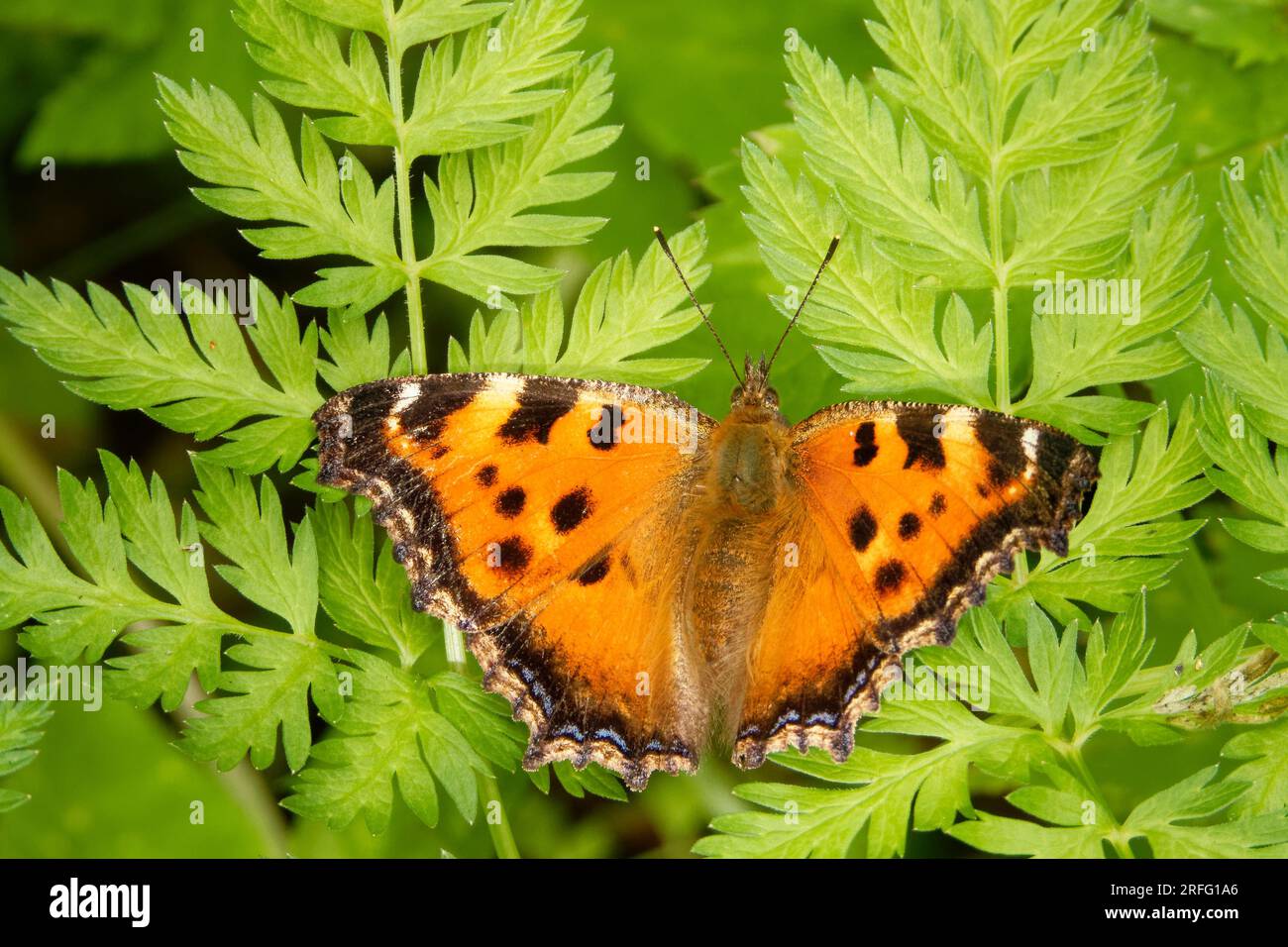 Nymphalid butterfly hi-res stock photography and images - Alamy