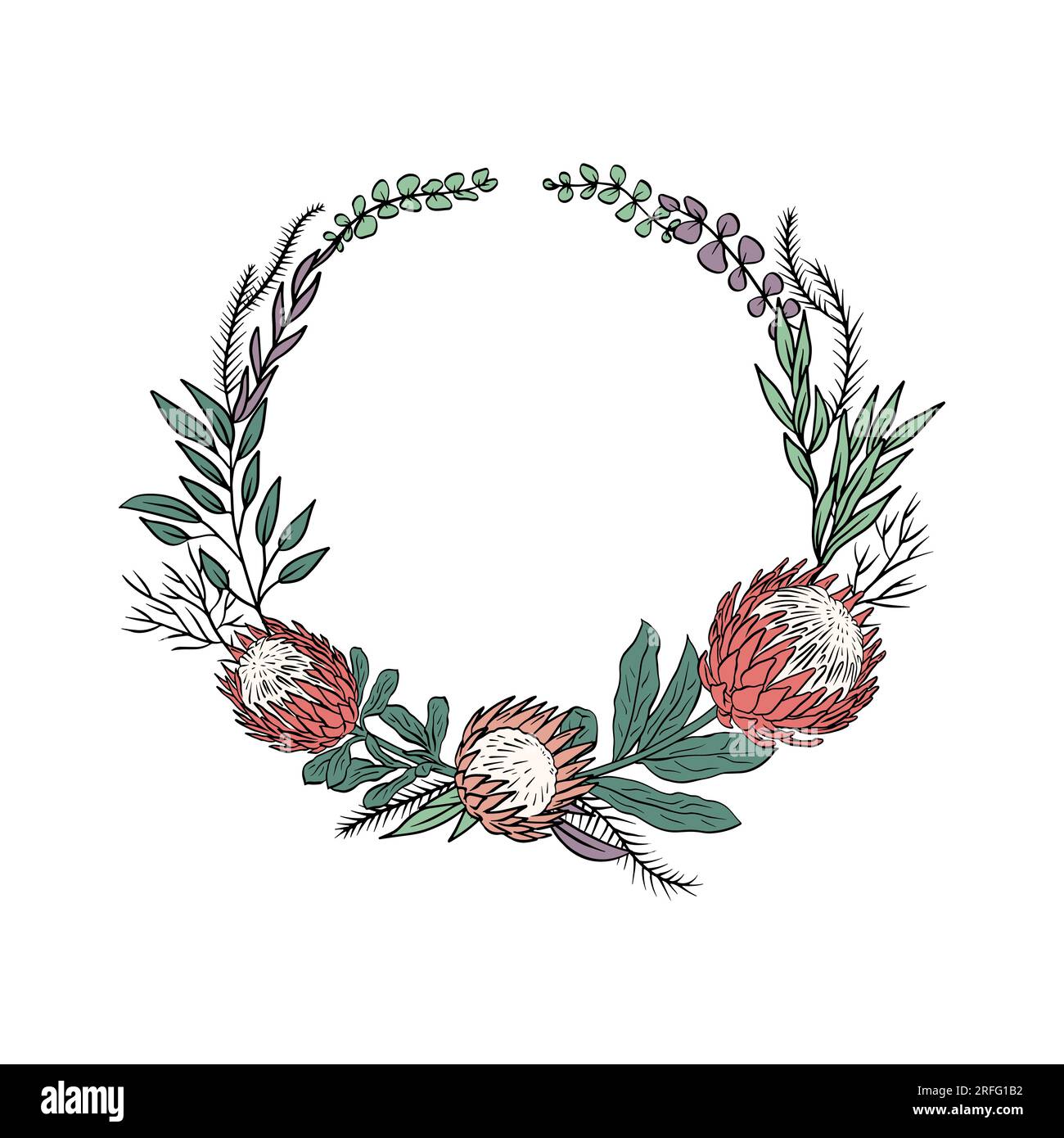 Hand drawn colorful line art tropical protea flower round frame Stock ...