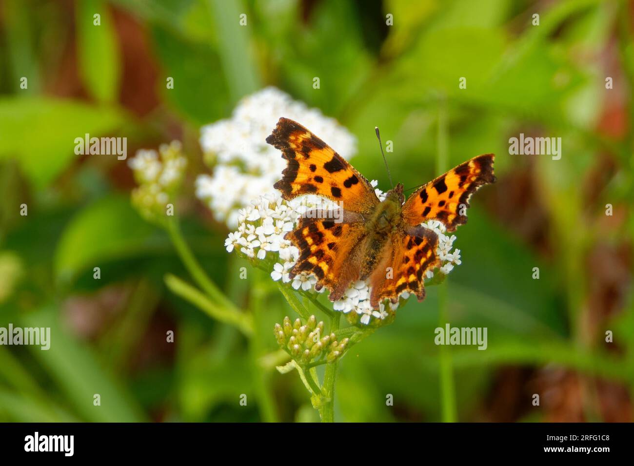 Polygonia c-album, the comma, is a food generalist (polyphagous ...