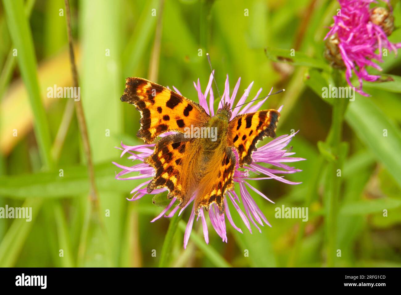 Polygonia c-album, the comma, is a food generalist (polyphagous ...