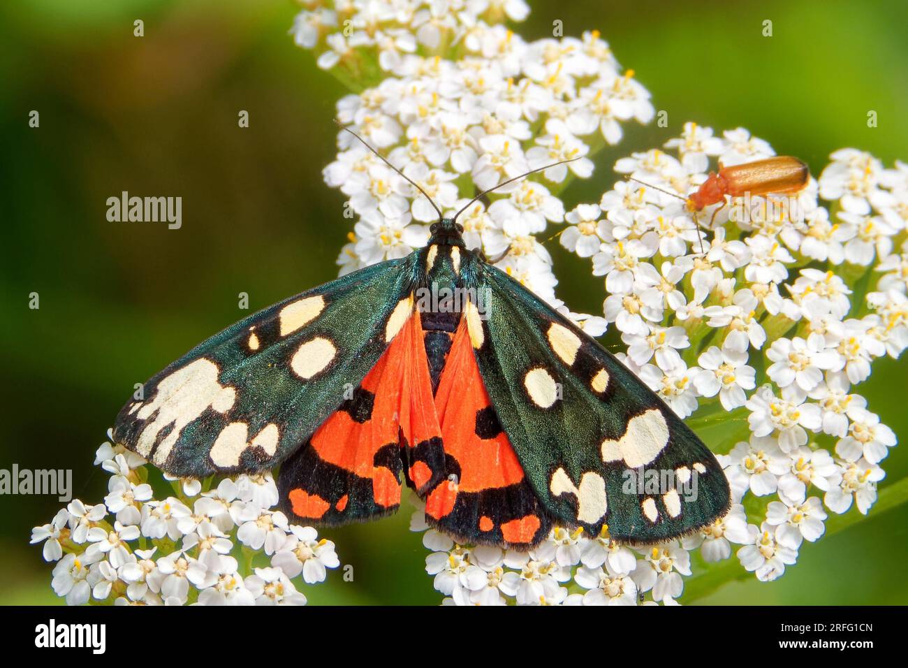 Garden tiger moth or great tiger moth (Arctia caja) is a moth of the ...