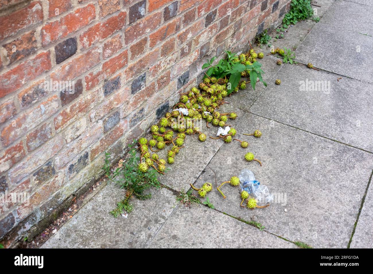 A collection of conkers (horse chestnuts) on the ground Stock Photo - Alamy