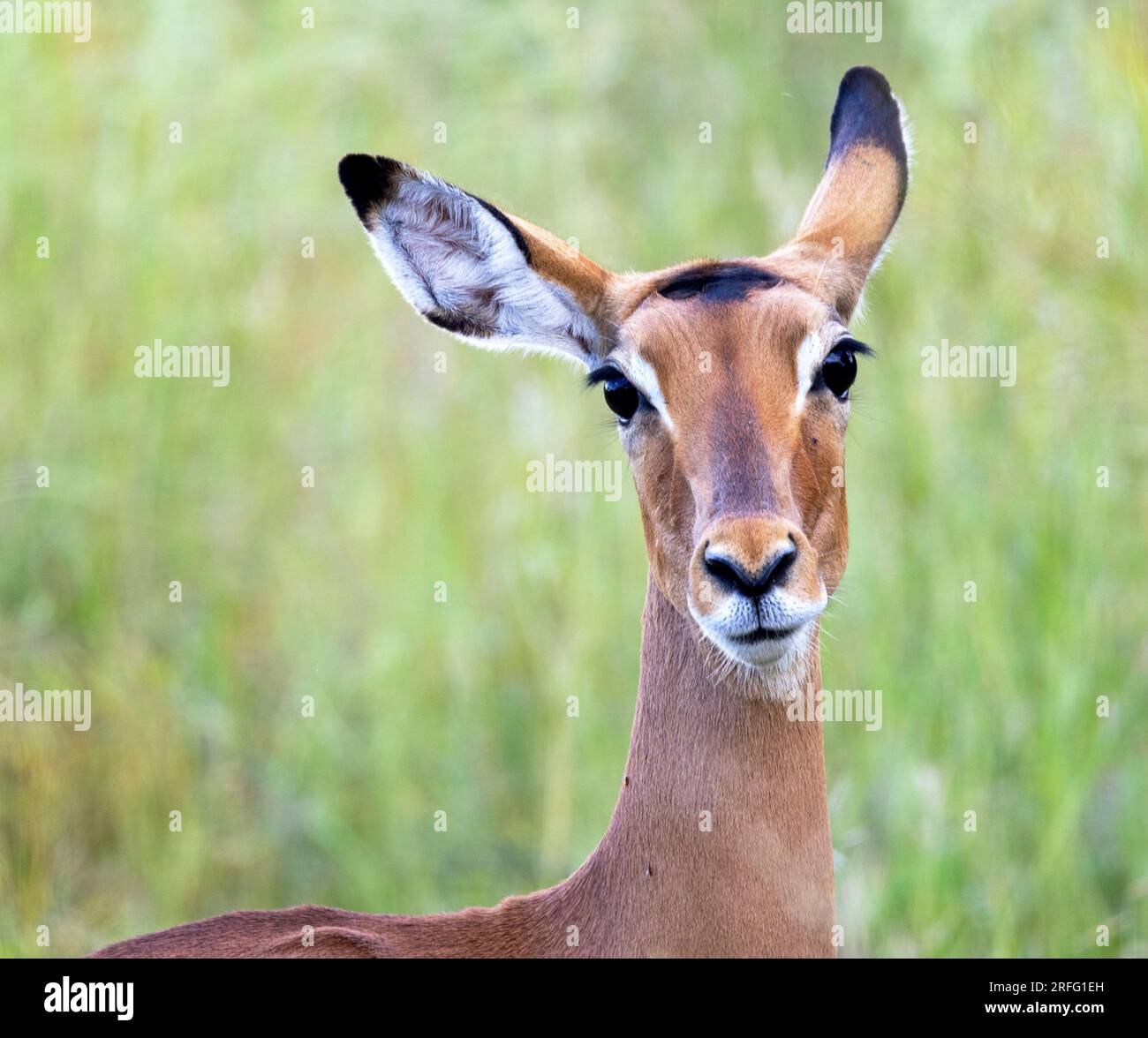 Impalas are a common and widespread antelope of the bushveld. They are ...