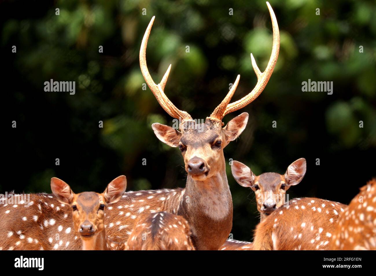 Deer is very common in the Sundarbans. It is one of the most beautiful ...