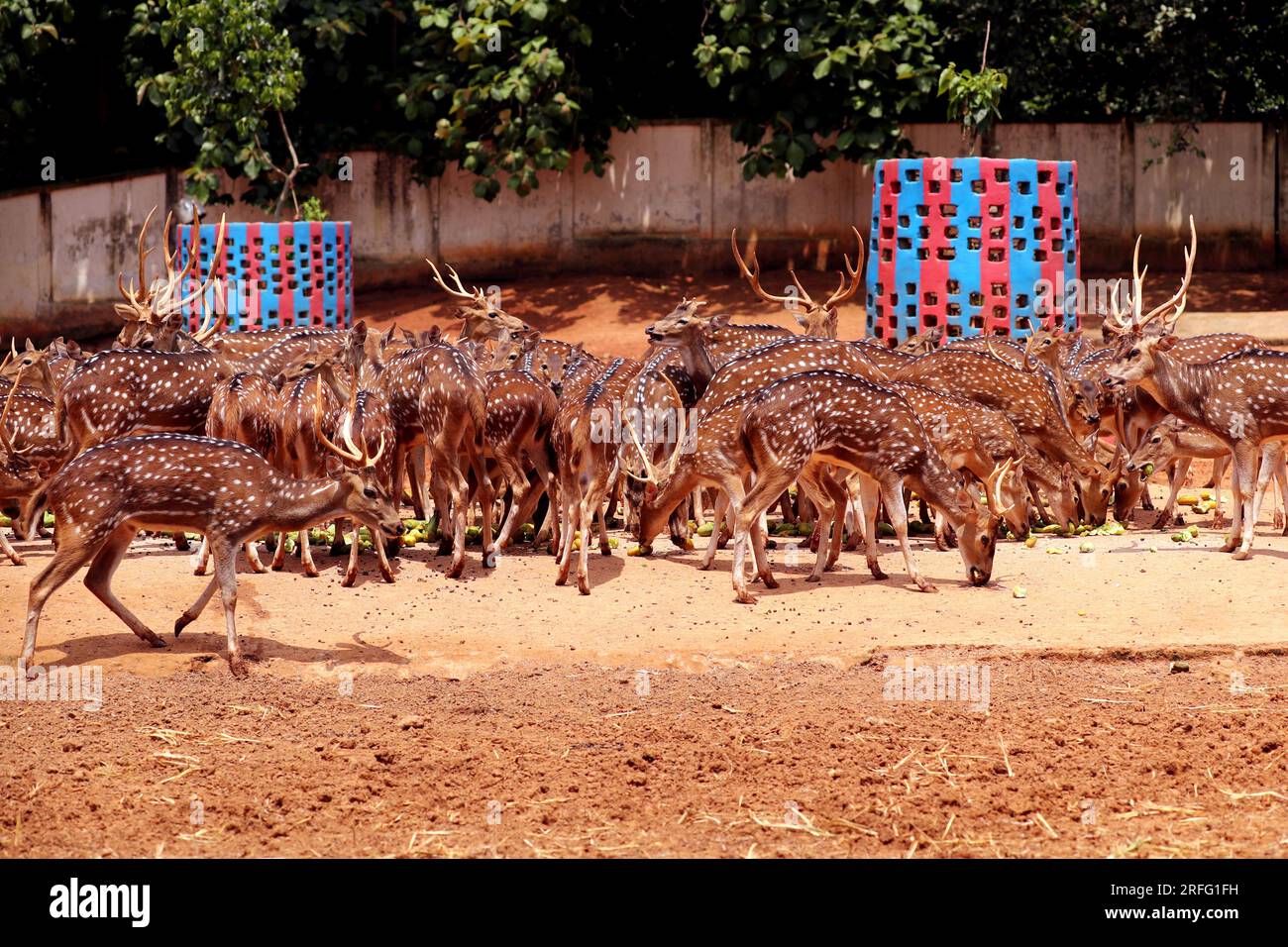 Deer is very common in the Sundarbans. It is one of the most beautiful ...