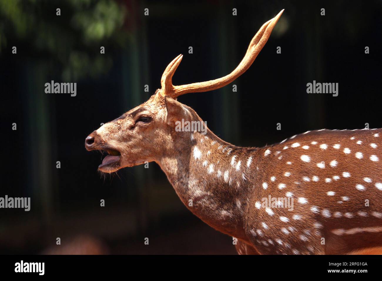 Deer is very common in the Sundarbans. It is one of the most beautiful ...