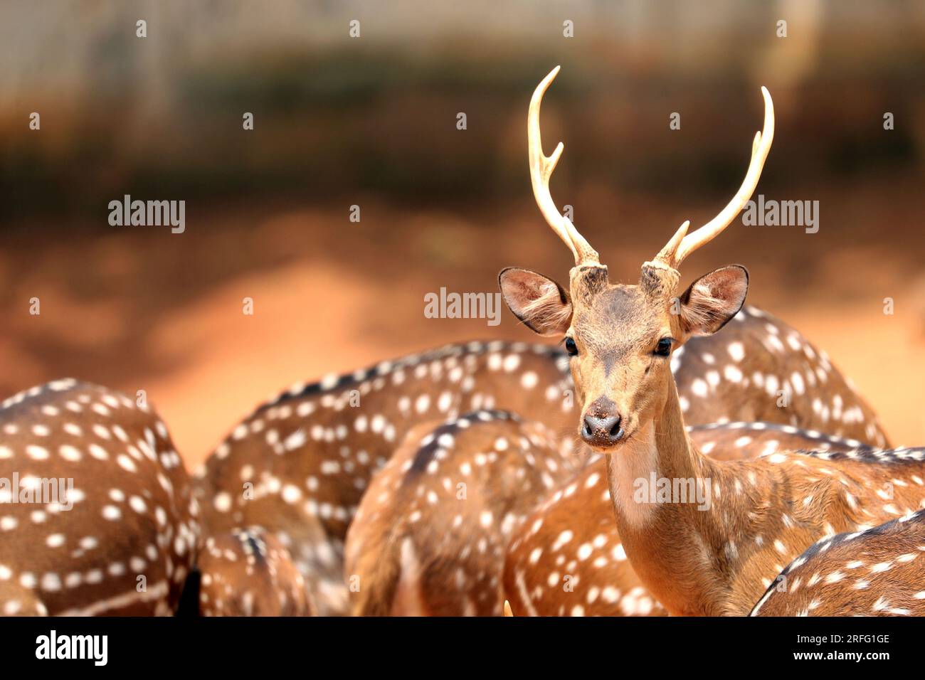 Deer is very common in the Sundarbans. It is one of the most beautiful ...