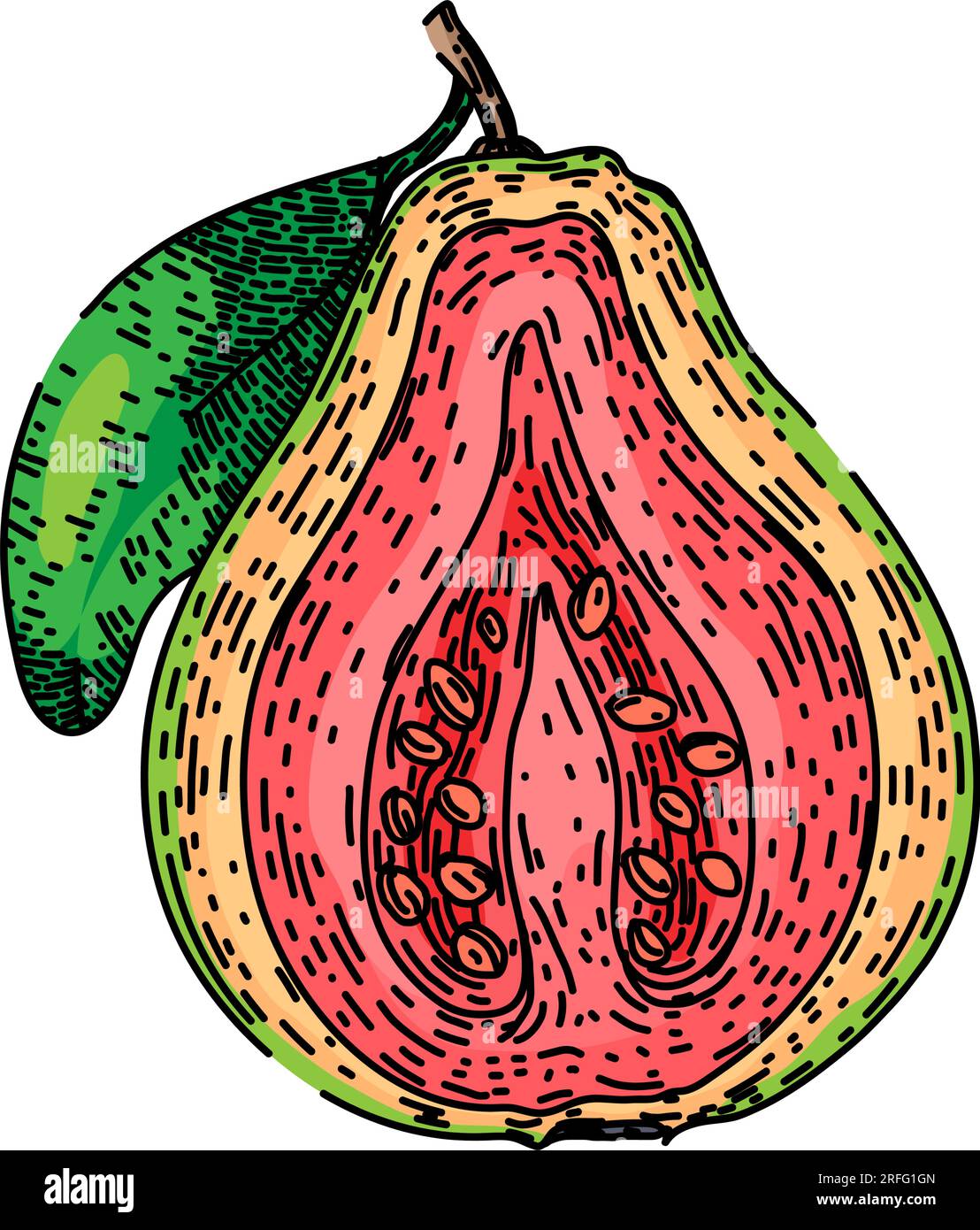 Pink guava fruit collection hi-res stock photography and images - Alamy