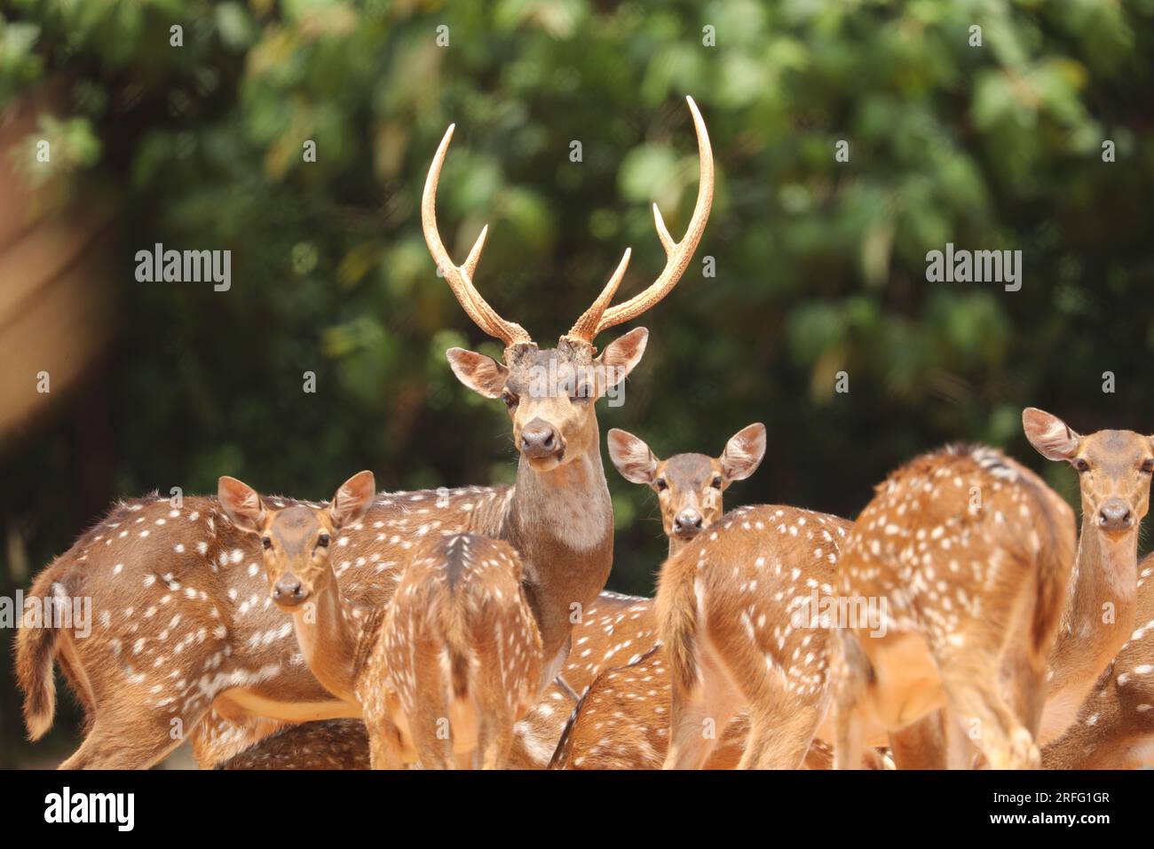 Deer is very common in the Sundarbans. It is one of the most beautiful ...