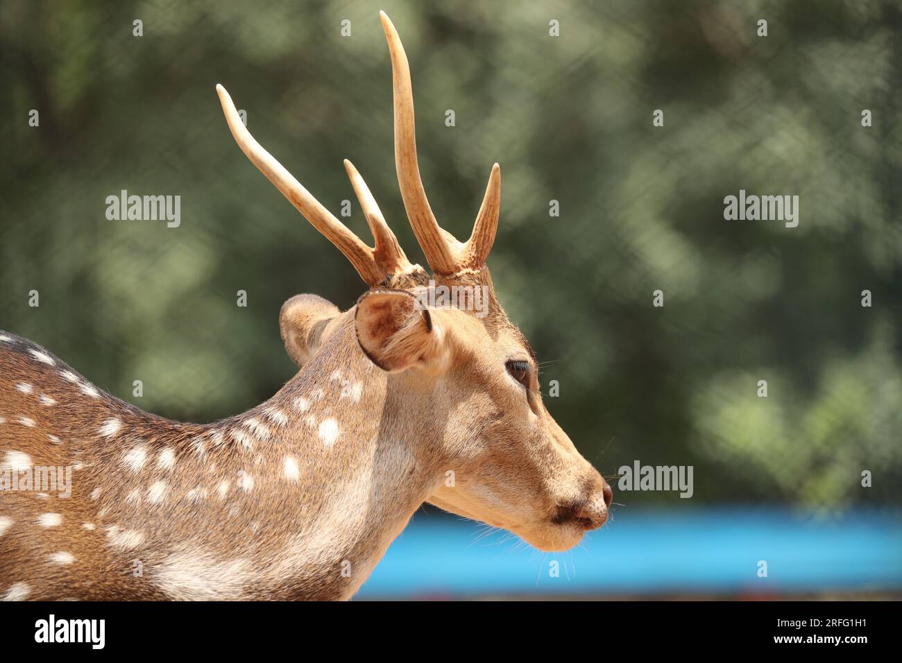 Deer is very common in the Sundarbans. It is one of the most beautiful ...