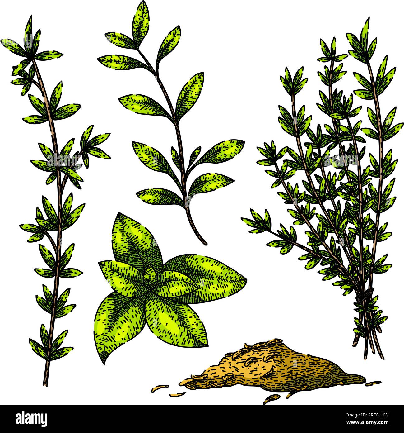 Thyme Leaves Vector