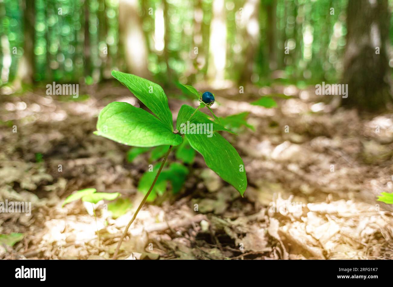 Crow's eye berry Paris quadrifolia with green leaves. Forest poisonous ...