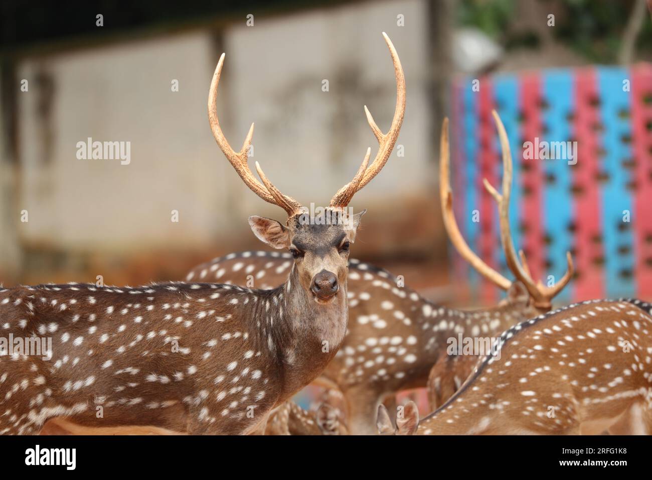 Deer is very common in the Sundarbans. It is one of the most beautiful ...