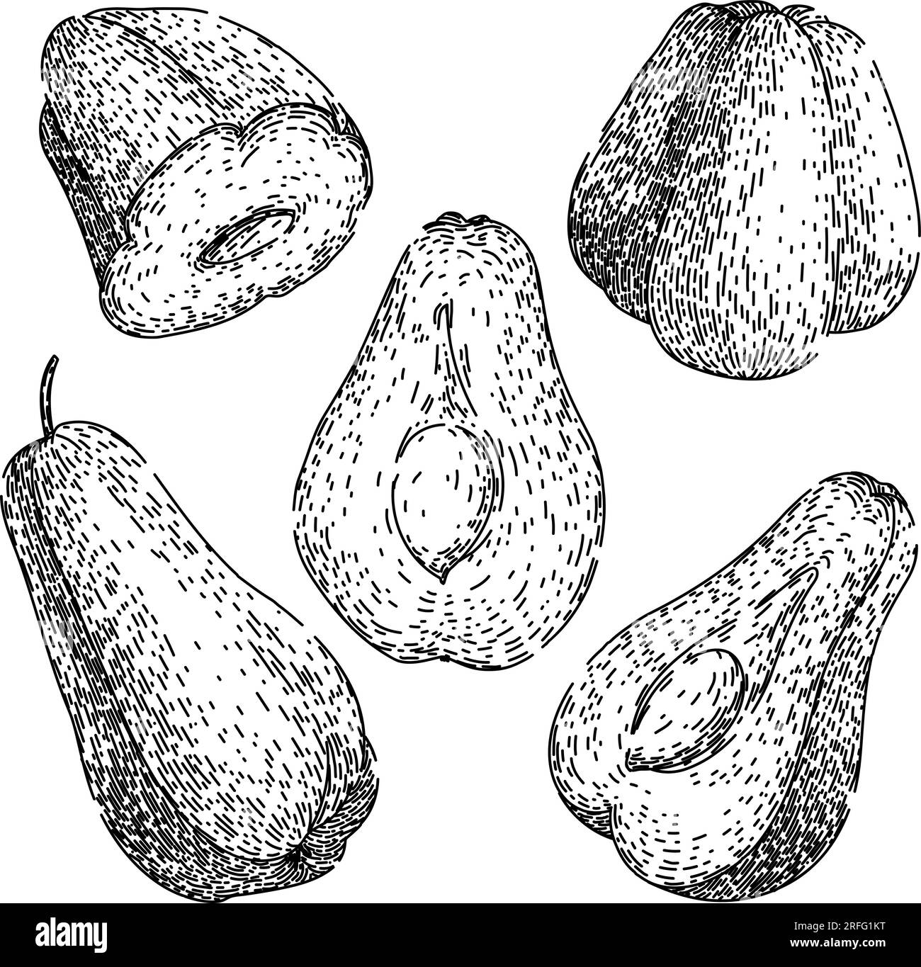 chayote healthy set sketch hand drawn vector Stock Vector Image & Art ...