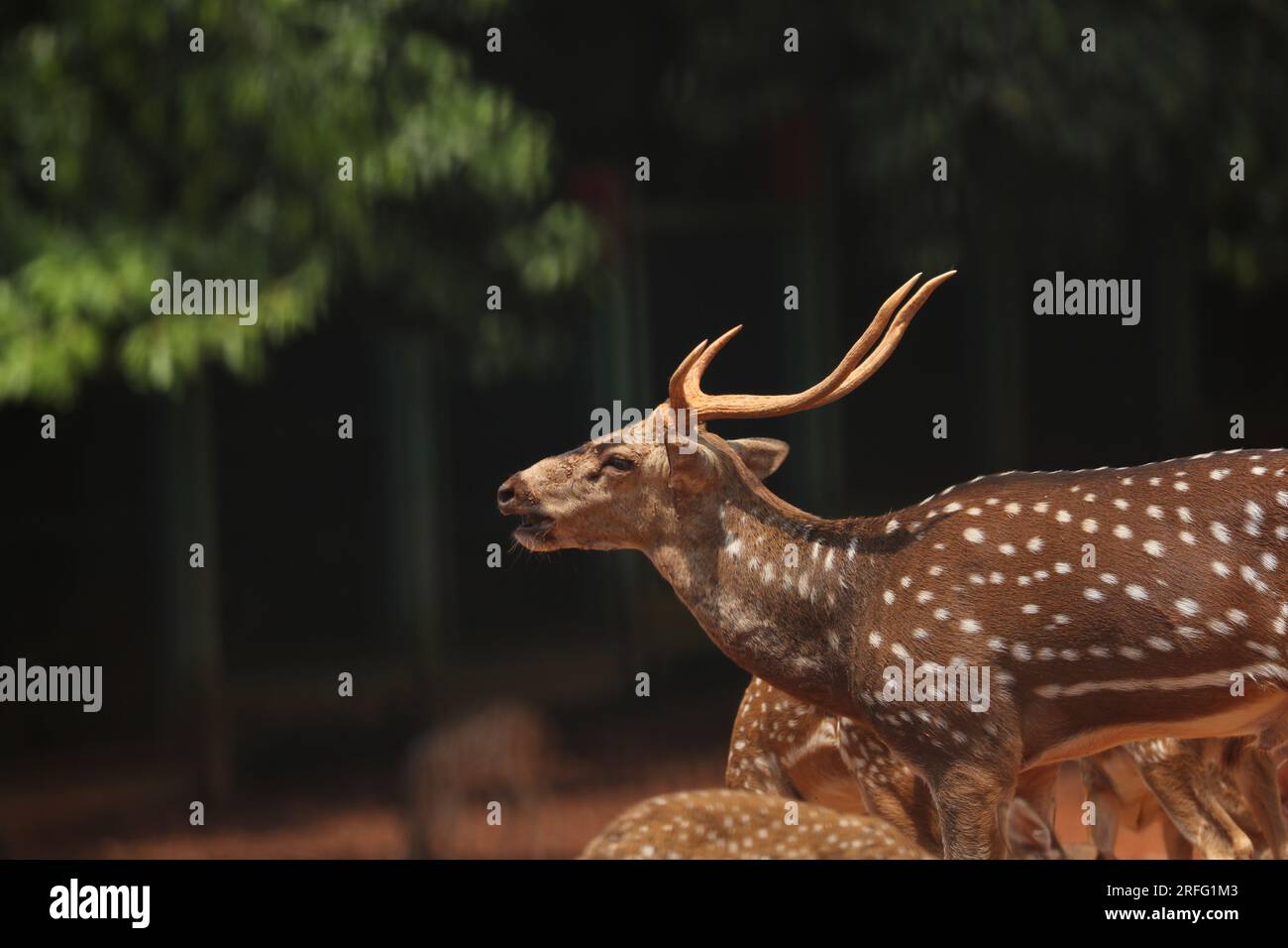 Deer is very common in the Sundarbans. It is one of the most beautiful ...
