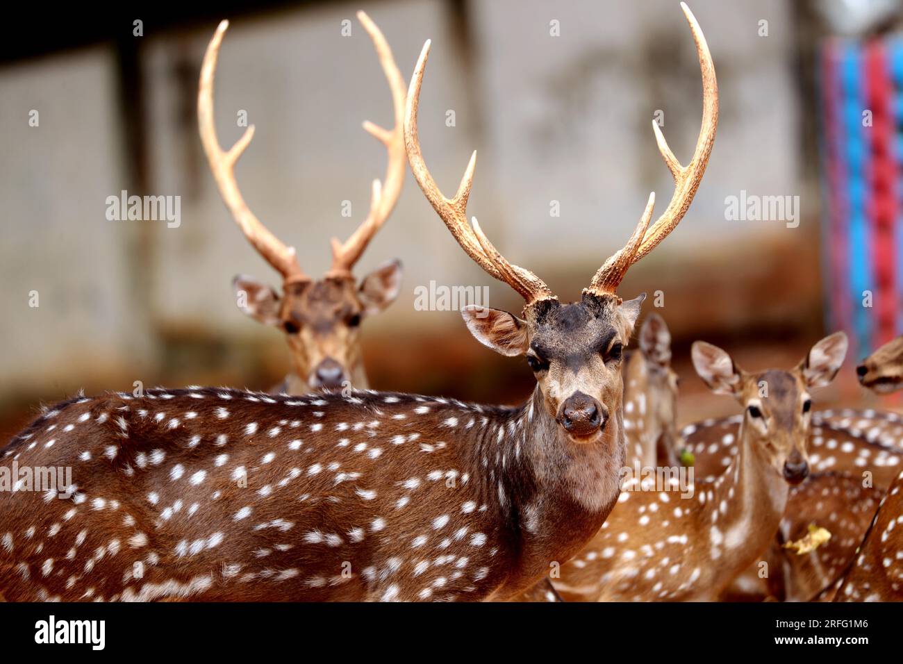 Deer is very common in the Sundarbans. It is one of the most beautiful ...