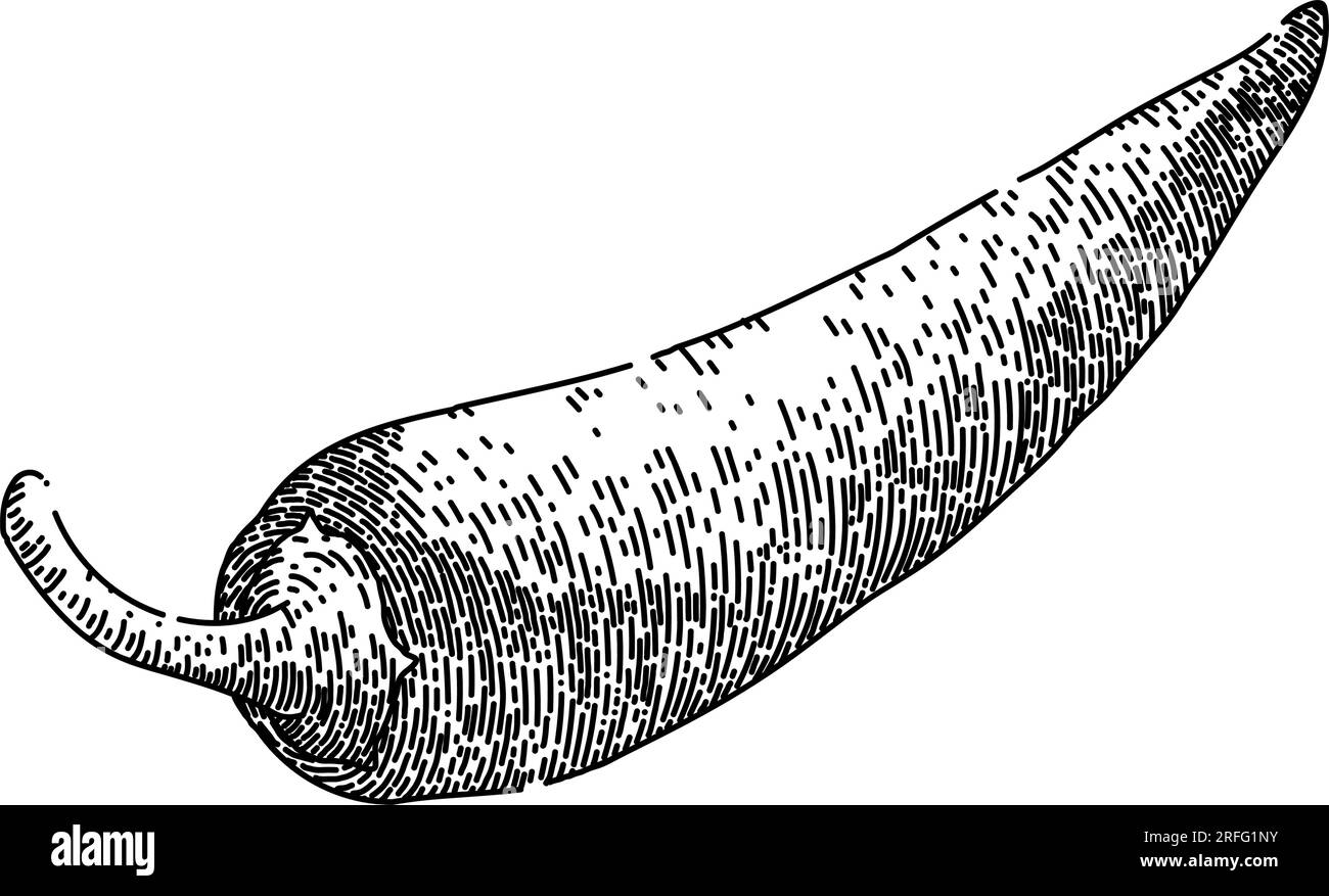 chilli chili pepper sketch hand drawn vector Stock Vector Image & Art ...