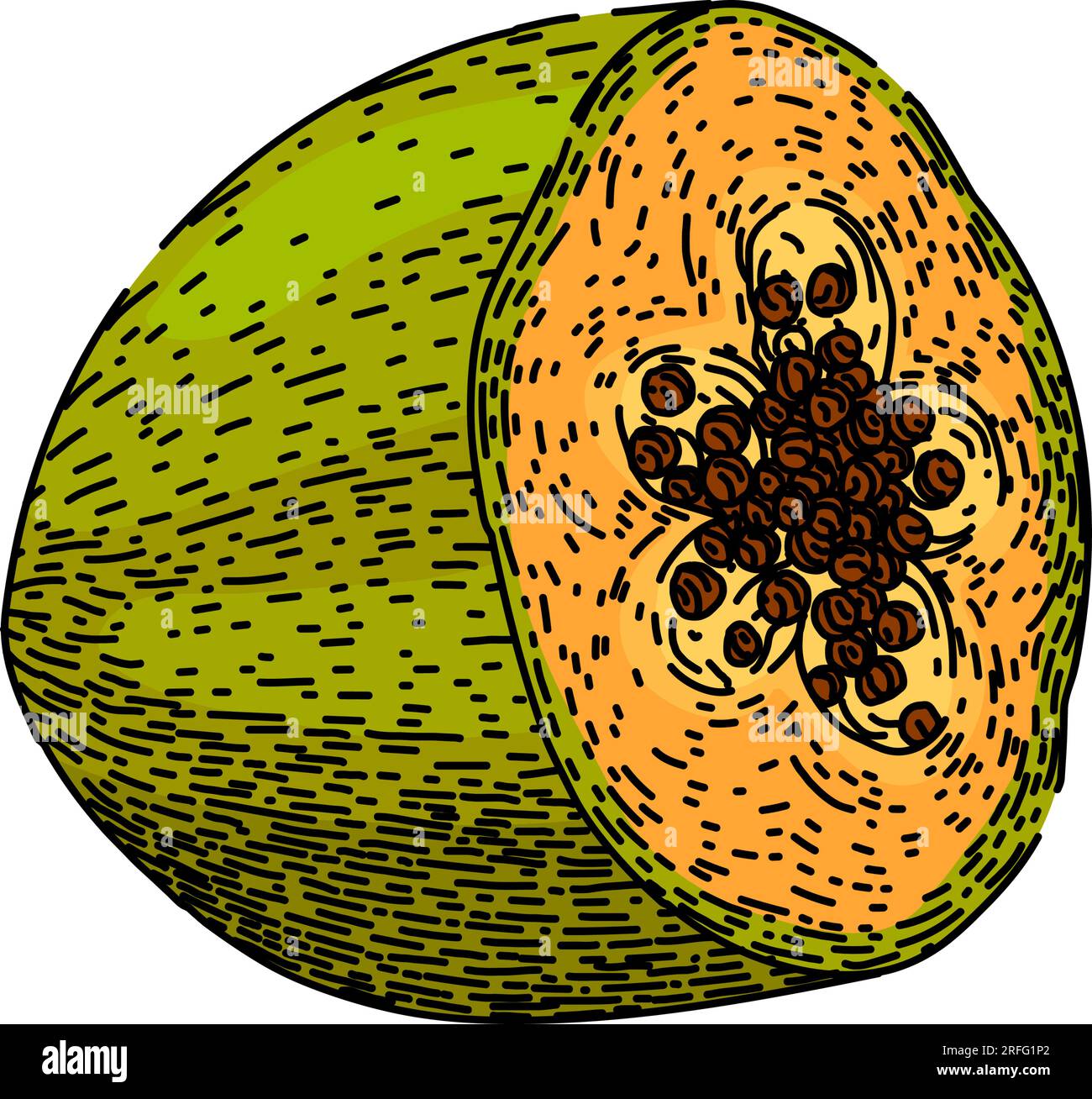 slice papaya fruit sketch hand drawn vector Stock Vector Image & Art ...