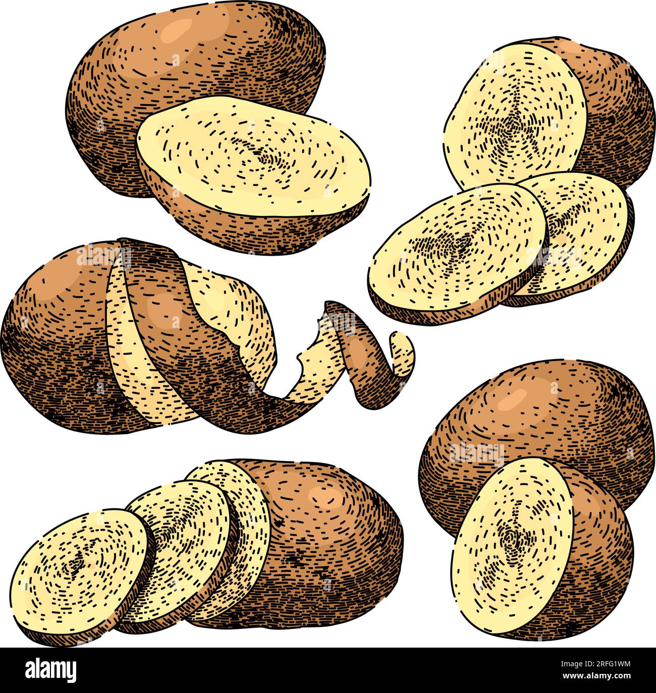 potato fresh set sketch hand drawn vector Stock Vector Image & Art - Alamy
