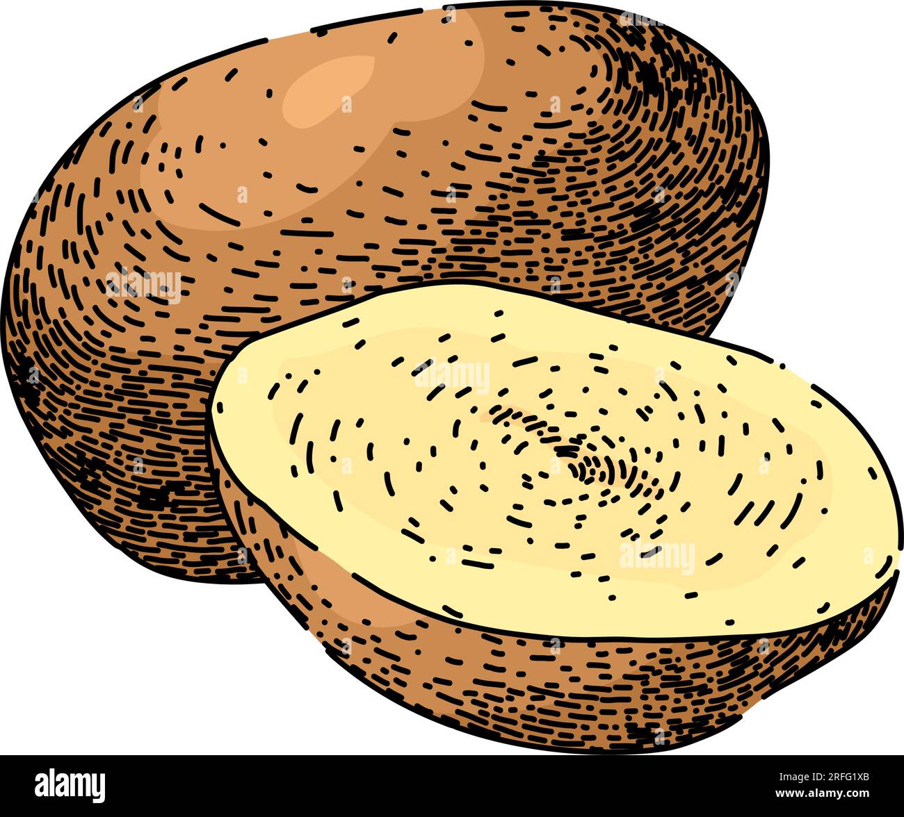 harvest potato fresh sketch hand drawn vector Stock Vector Image & Art ...