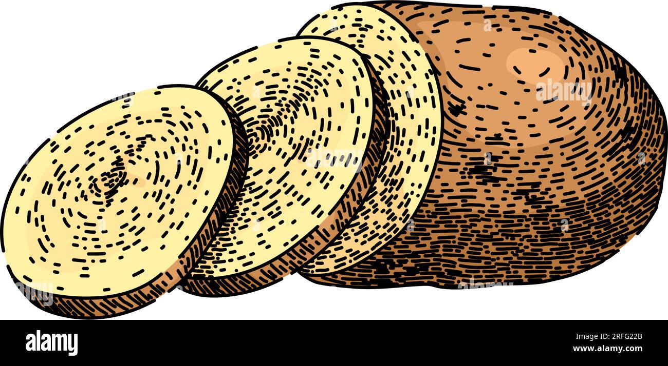 vegetable potato fresh sketch hand drawn vector Stock Vector Image ...