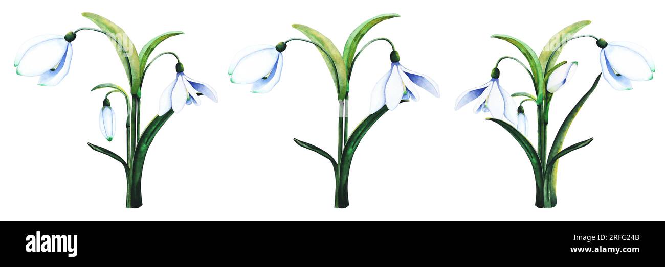 Watercolor snowdrops. Botanical illustration of flowers. Watercolor ...
