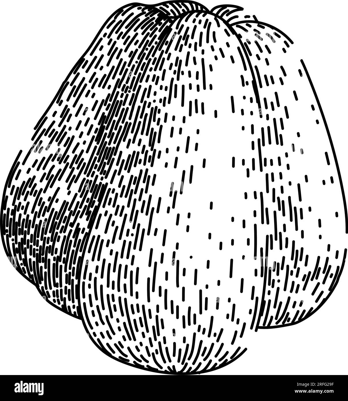 nutrition chayote healthy sketch hand drawn vector Stock Vector Image ...