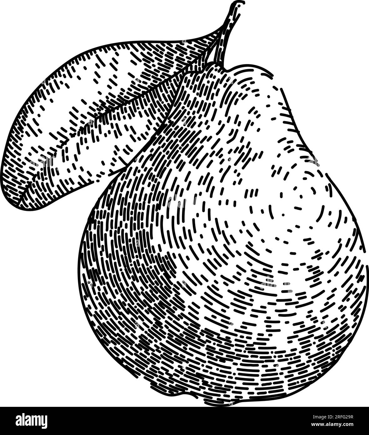 slice guava fruit sketch hand drawn vector Stock Vector Image & Art - Alamy