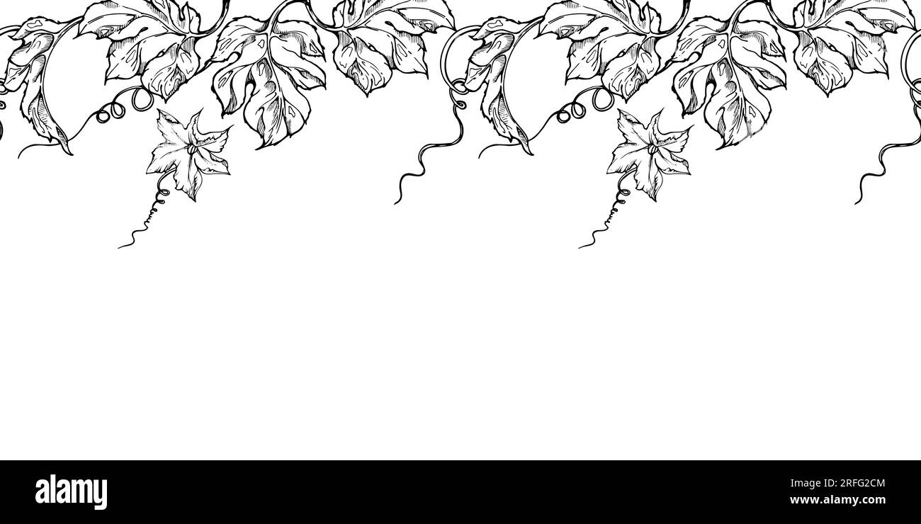 Hand drawn ink vector pumpkin gourd squash flower, tendrils and leaf ...