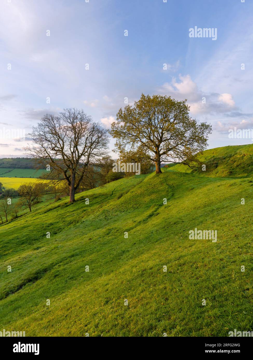 The ramparts of Cadbury Castle, a bronze and iron age hillfort known ...