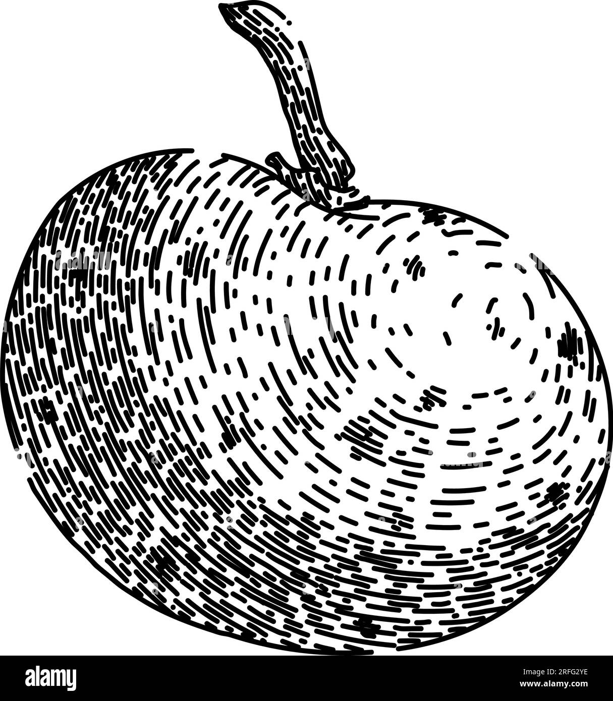 asian longan fruit sketch hand drawn vector Stock Vector Image & Art ...