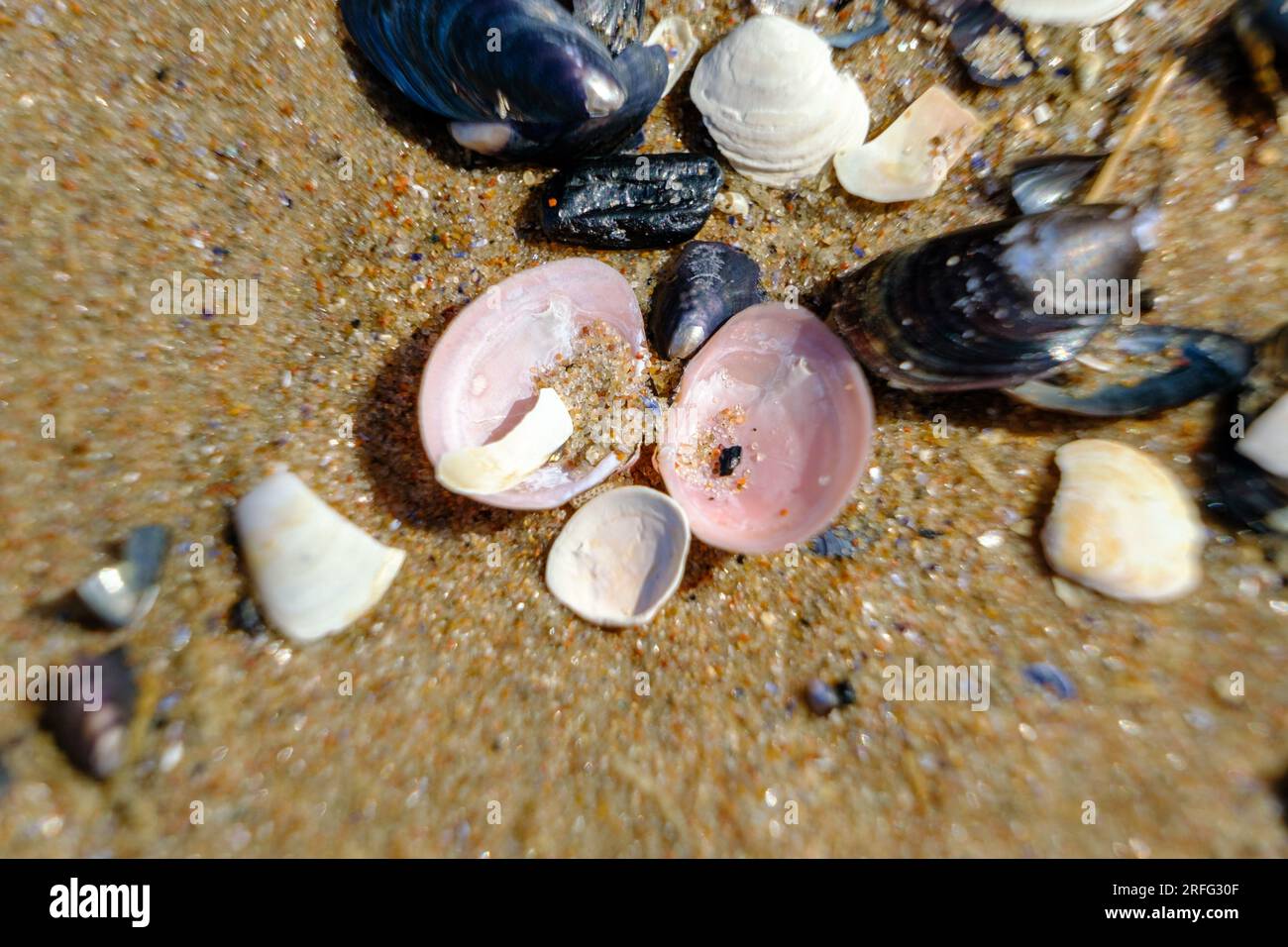 Summer background with shells on sand. Center pink shell with sea sand ...