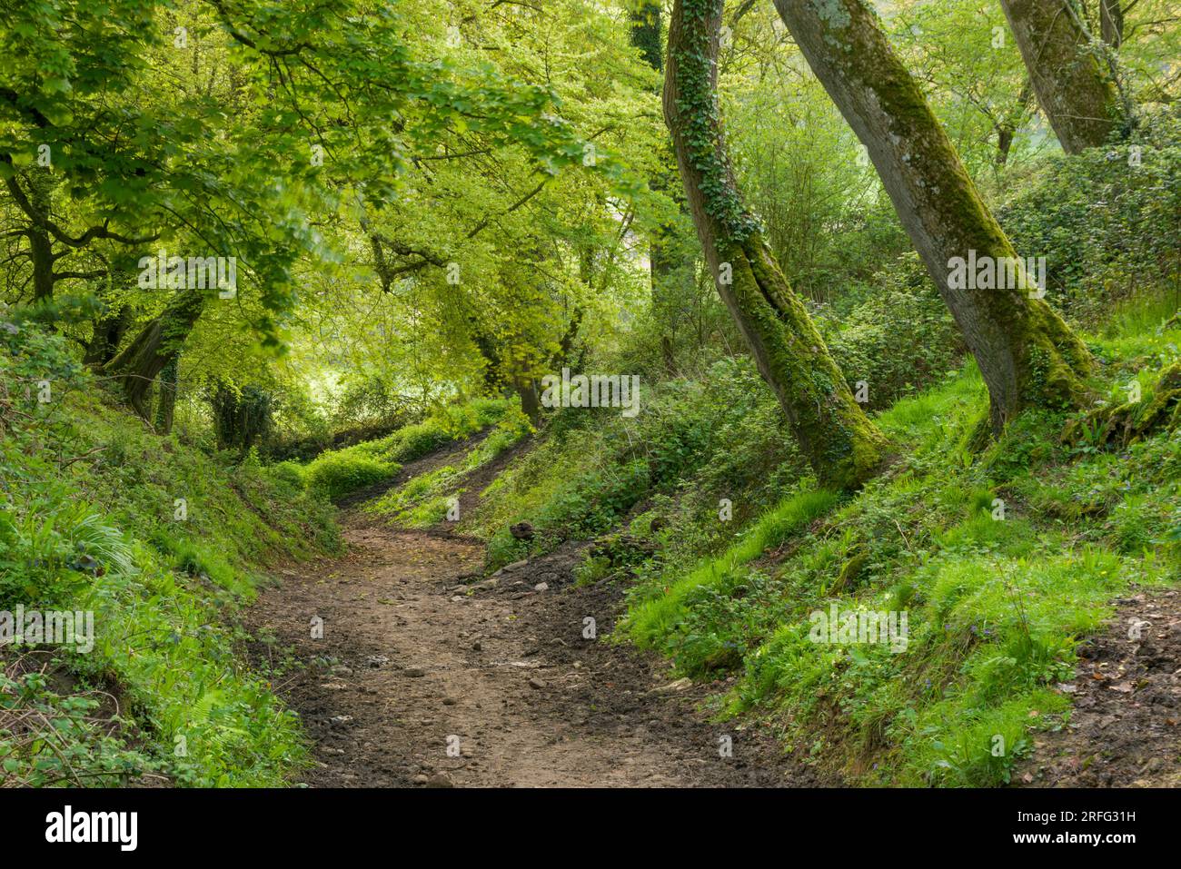 The footpath leading to Cadbury Castle, a bronze and iron age hillfort ...