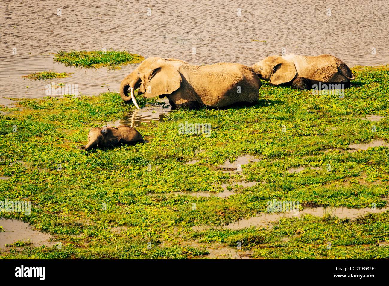 Aerial view of African Elephants - Loxodonta Africana grazing in ...