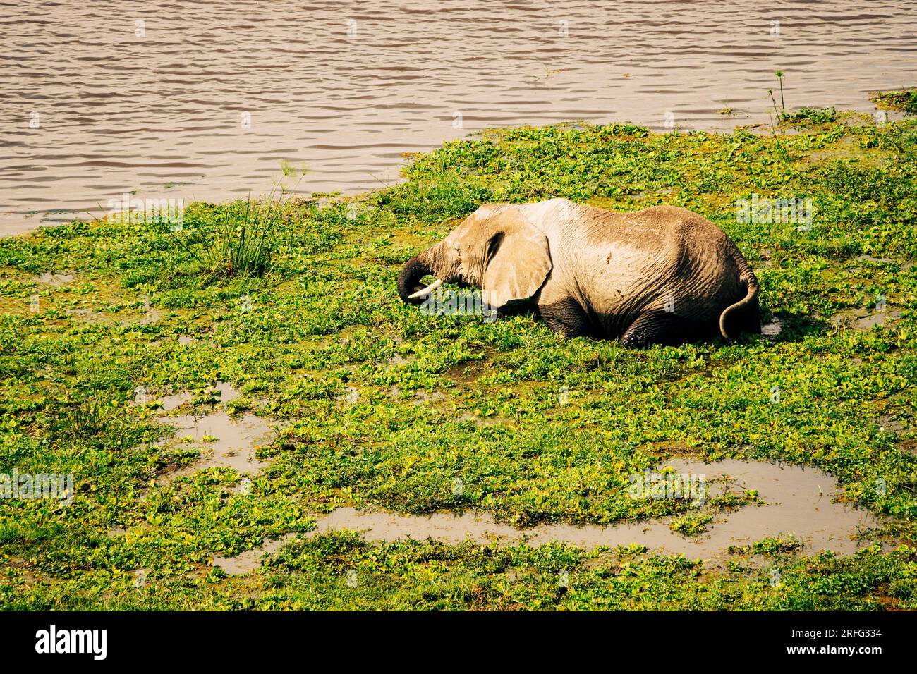 Aerial view of African Elephants - Loxodonta Africana grazing in ...