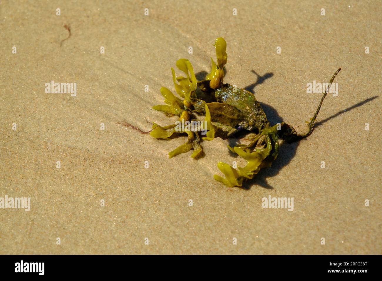 Seaweed on sand in the sea near beach Stock Photo - Alamy