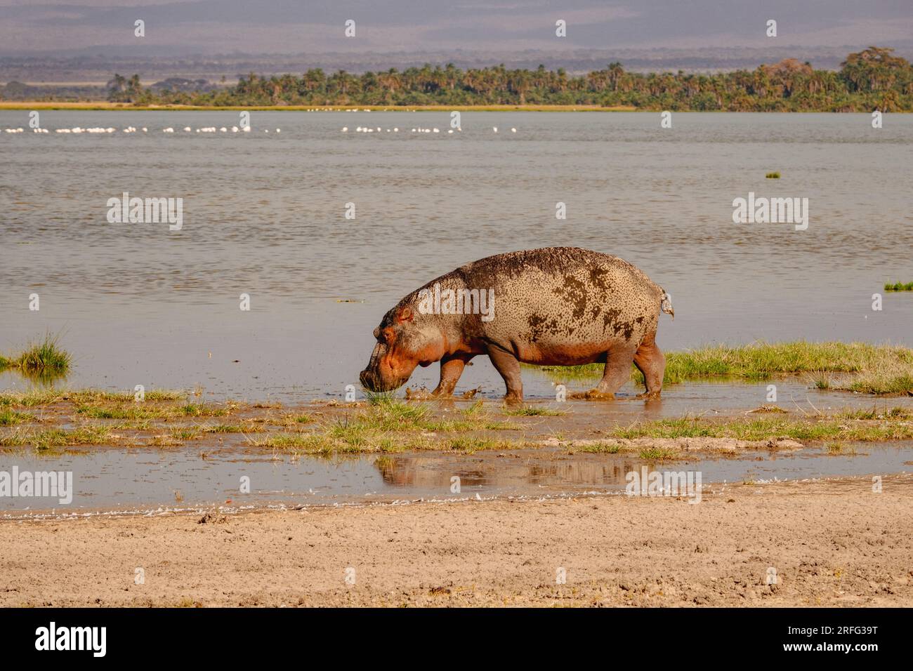 A lone hippopotamus walking in shallow water at Enkongo Narok Swamp at ...