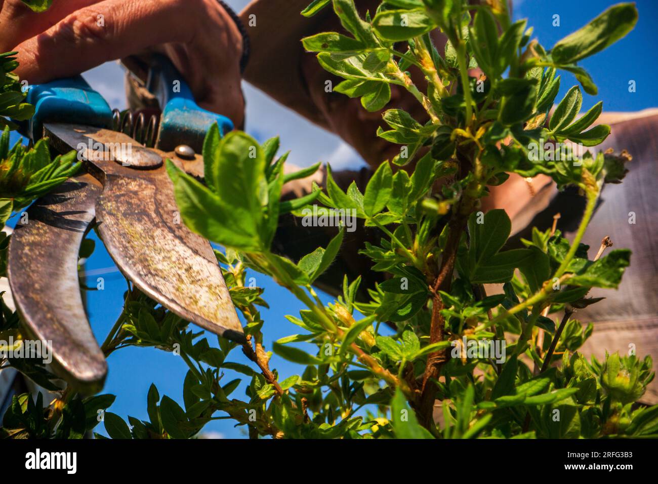 The farmer makes pruning of bushes with secateurs. Gardening Tools ...