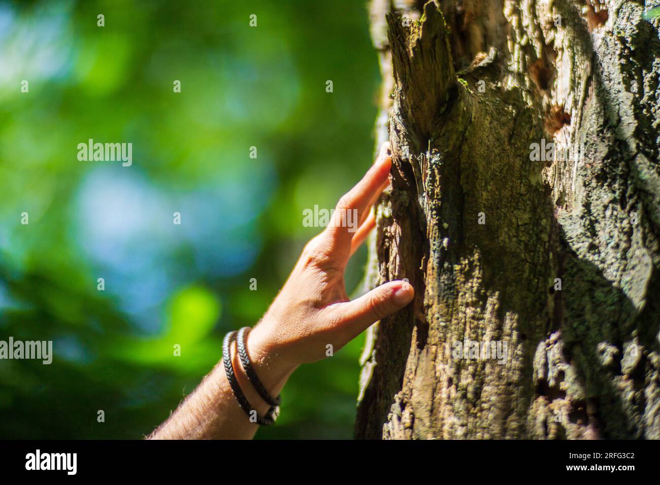 A man's hand touch the tree trunk close-up. Bark wood.Caring for the ...