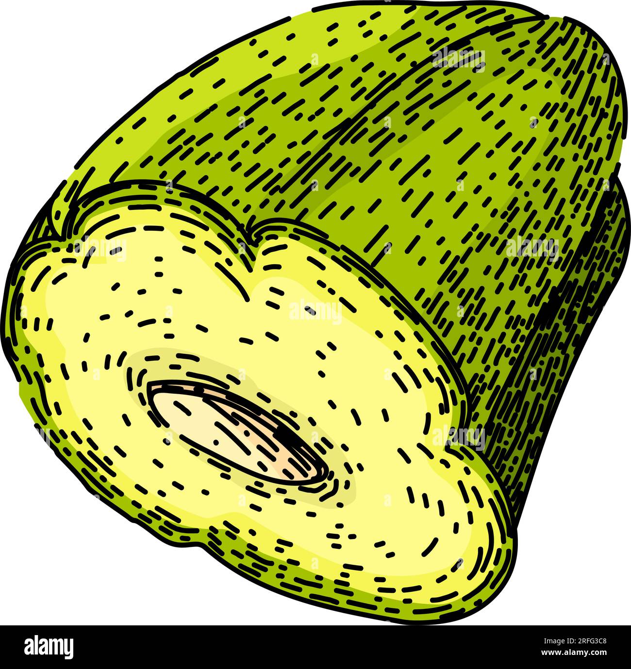 fresh chayote healthy sketch hand drawn vector Stock Vector Image & Art ...