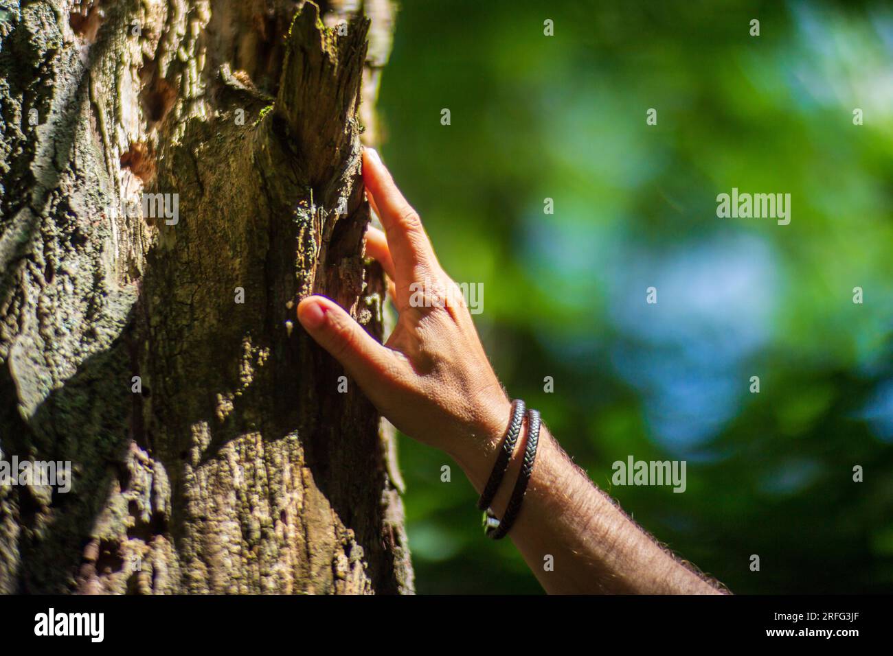 A man's hand touch the tree trunk close-up. Bark wood.Caring for the ...
